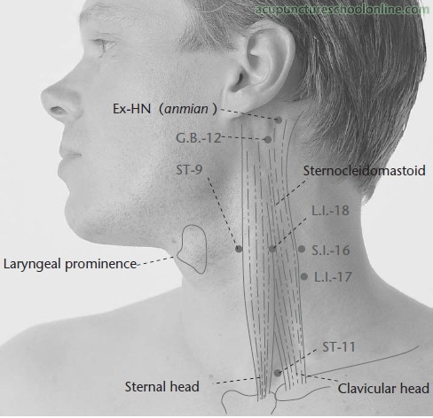 LifeWave Thyroid Patching Protocol | LifeWave Patch Training Team