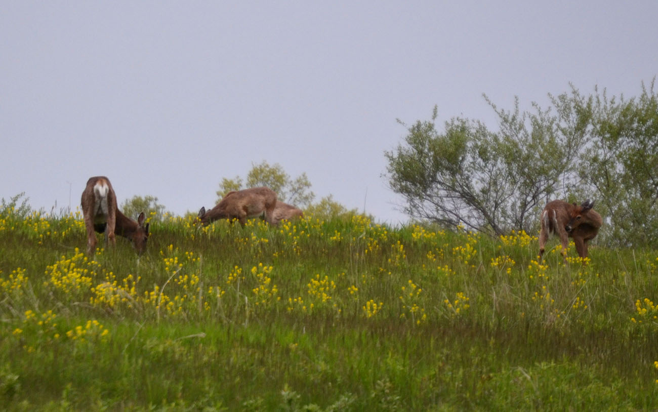 Woods Walks and Wildlife: May 2013
