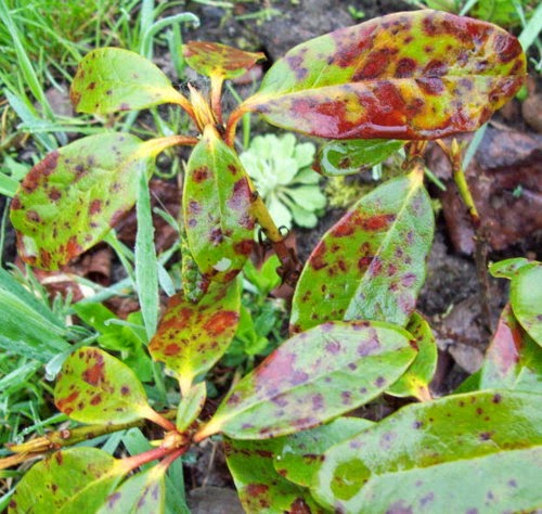 PASJA OGRÓD: CHOROBY RODODENDRONÓW