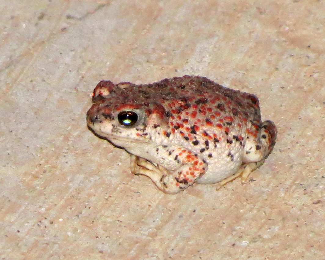 Desert Colors: October 2012