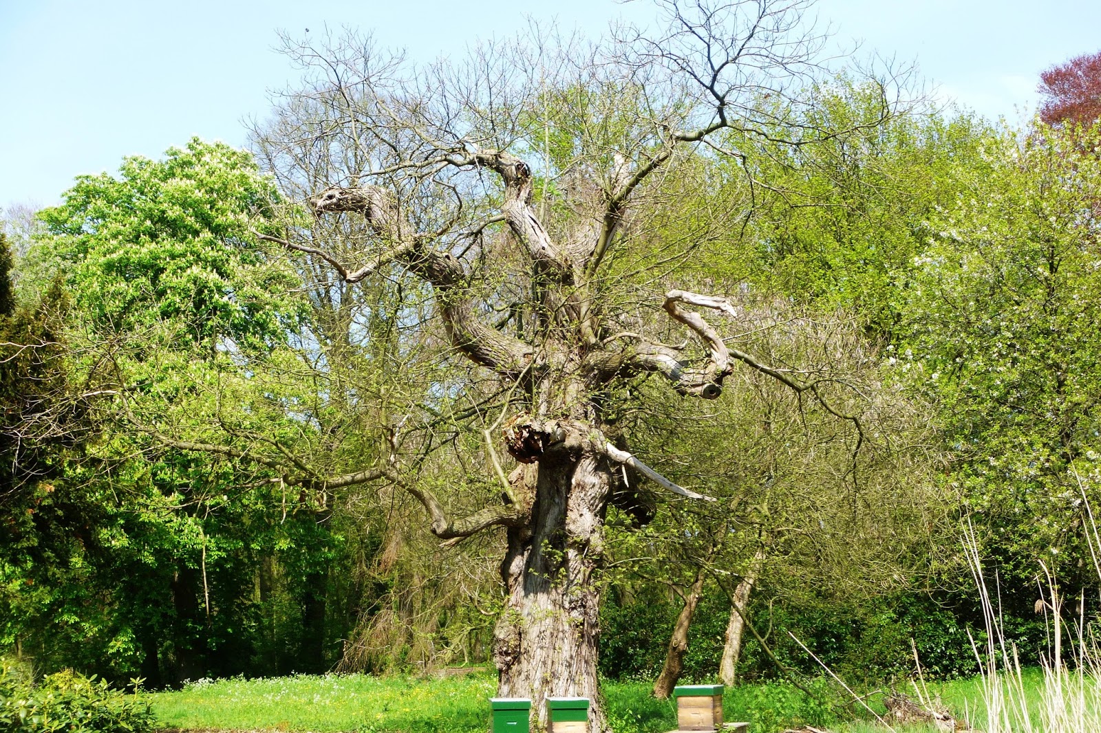 Bomenstichting Achterhoek: Monumentale oude eiken