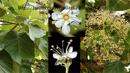Biodiversity of Sri Lanka: තේක්ක[Thekka]/Teak/Indian oak (Tectona grandis)