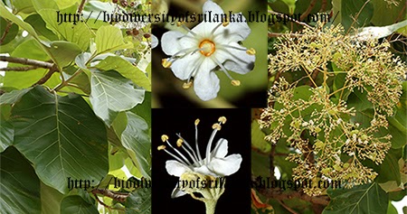 Biodiversity of Sri Lanka: තේක්ක[Thekka]/Teak/Indian oak (Tectona grandis)