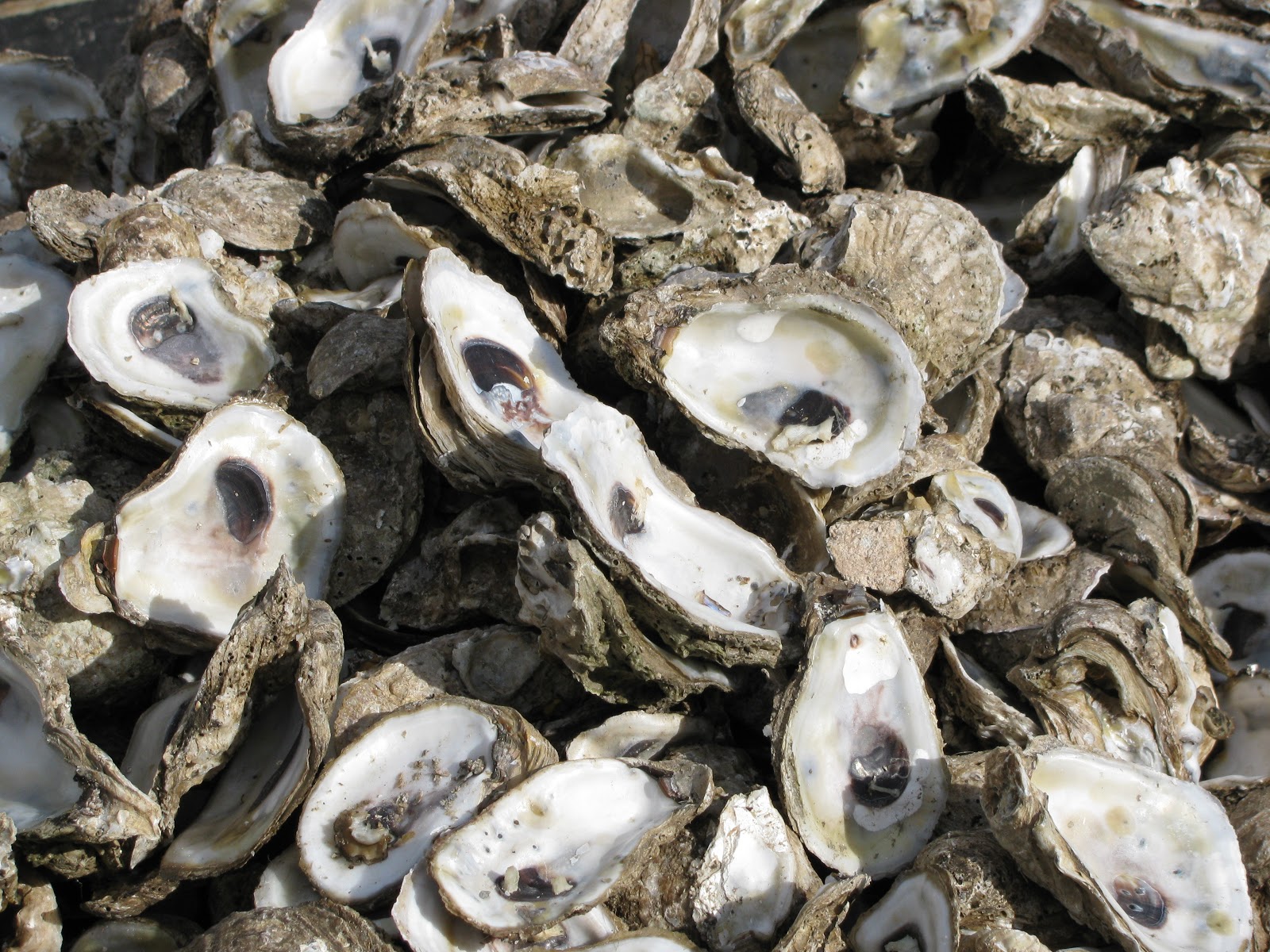 Carolina Foodie: 2012