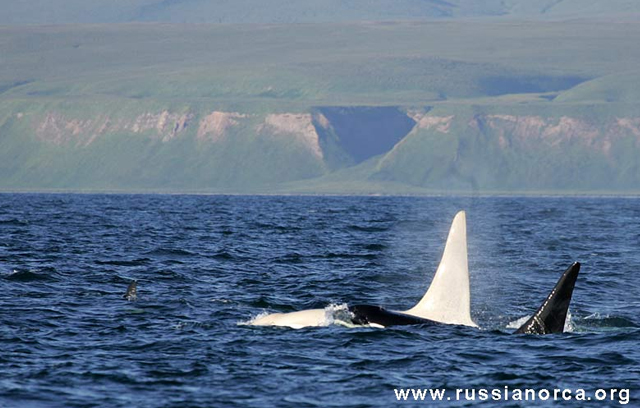 El Selvático: "Iceberg" la primera orca albina encontrada