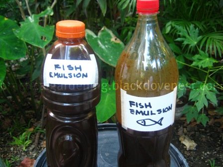 Practical Gardening: Collect Extract Homemade Fish Emulsion