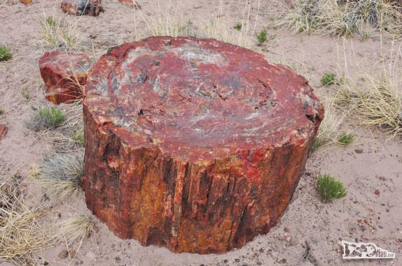 SOLO NA ESCOLA - ESALQ: Como se forma? #1 - Madeira petrificada