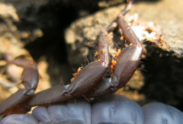 Diversity and Life: A view from the Holocene: Arachnids: primeval ...