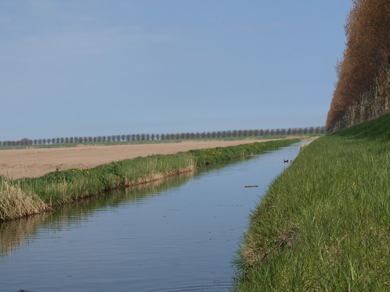 Tijm & Suikerbiet: Vonkend rood, orgie in de sloot