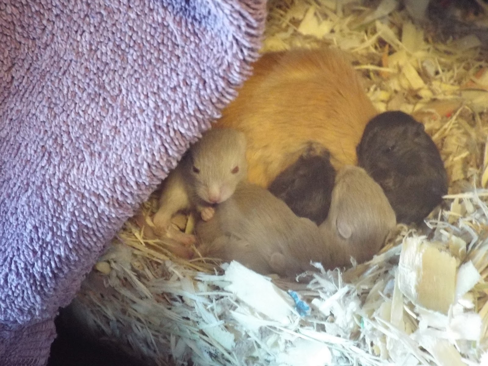 The Gerbil Journal: Family life