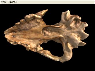 Escenarios prehistóricos: Protocyon