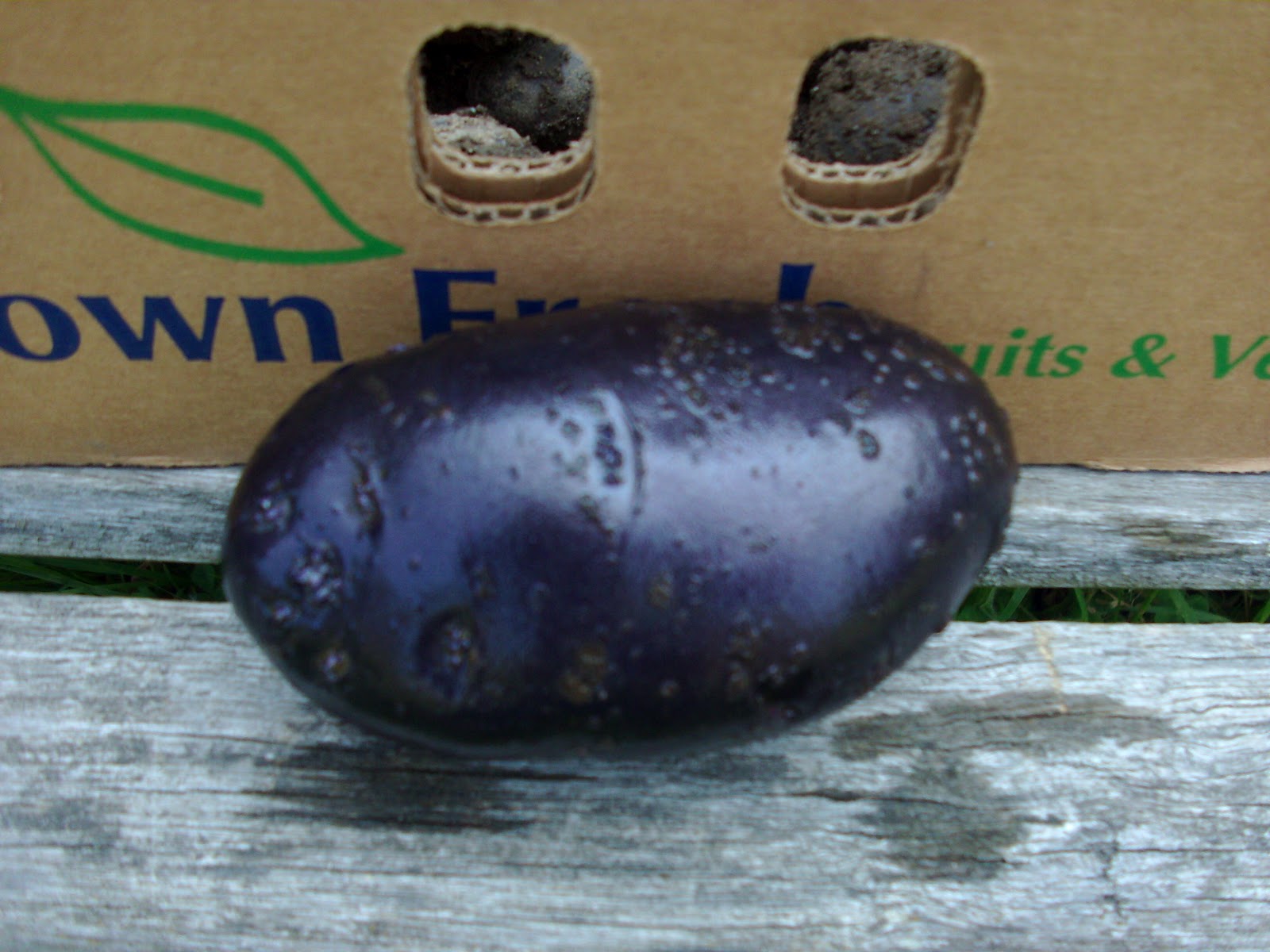 Wildwood Country Acres: Dying Potato Plant