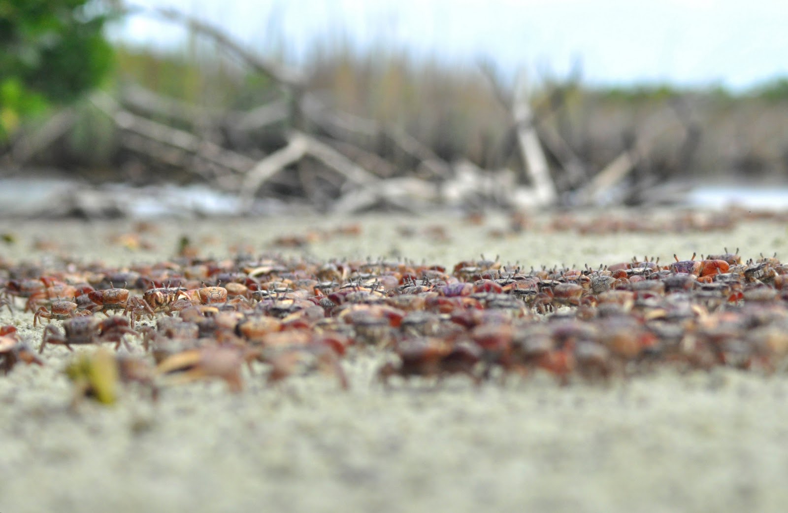 Magnum Arts: Island In The Stream - Three Rookers