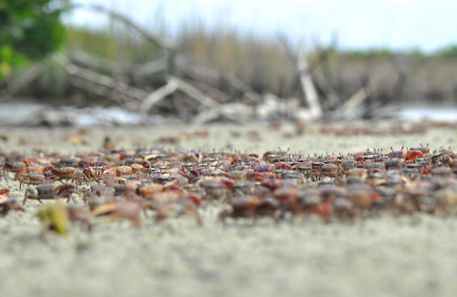Magnum Arts: Island In The Stream - Three Rookers