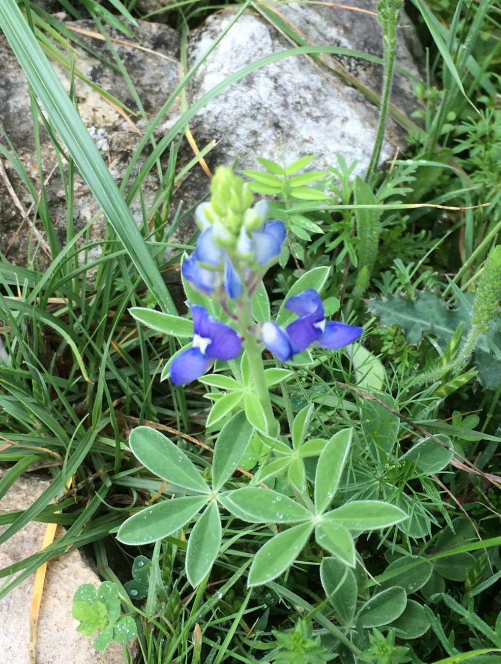 Joysweb: Blue Monday: Bluebonnet Blues