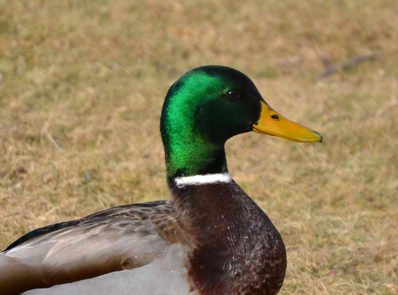 Woods Walks and Wildlife: Mallards and Geese