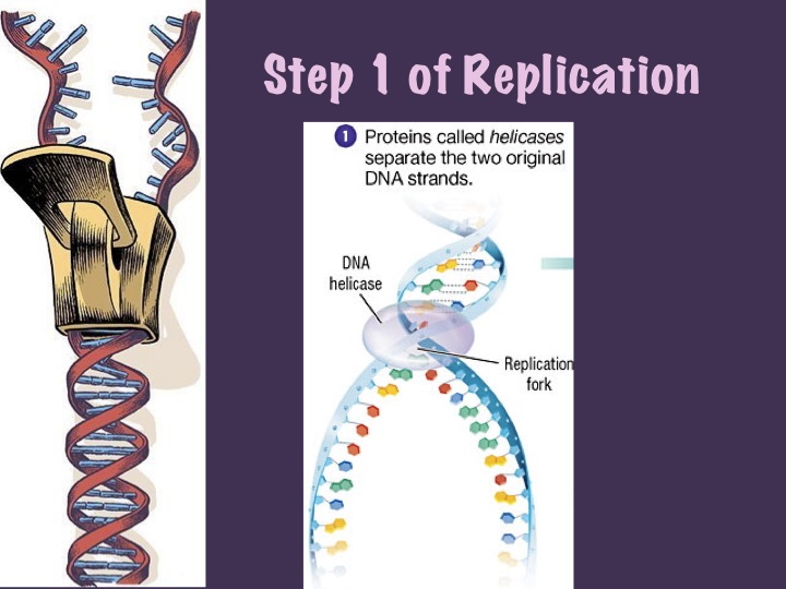 EC Honors Biology: DNA Replication Notes