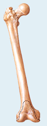 Anatomia Humana: Sistema esquelético - Introdução à osteologia