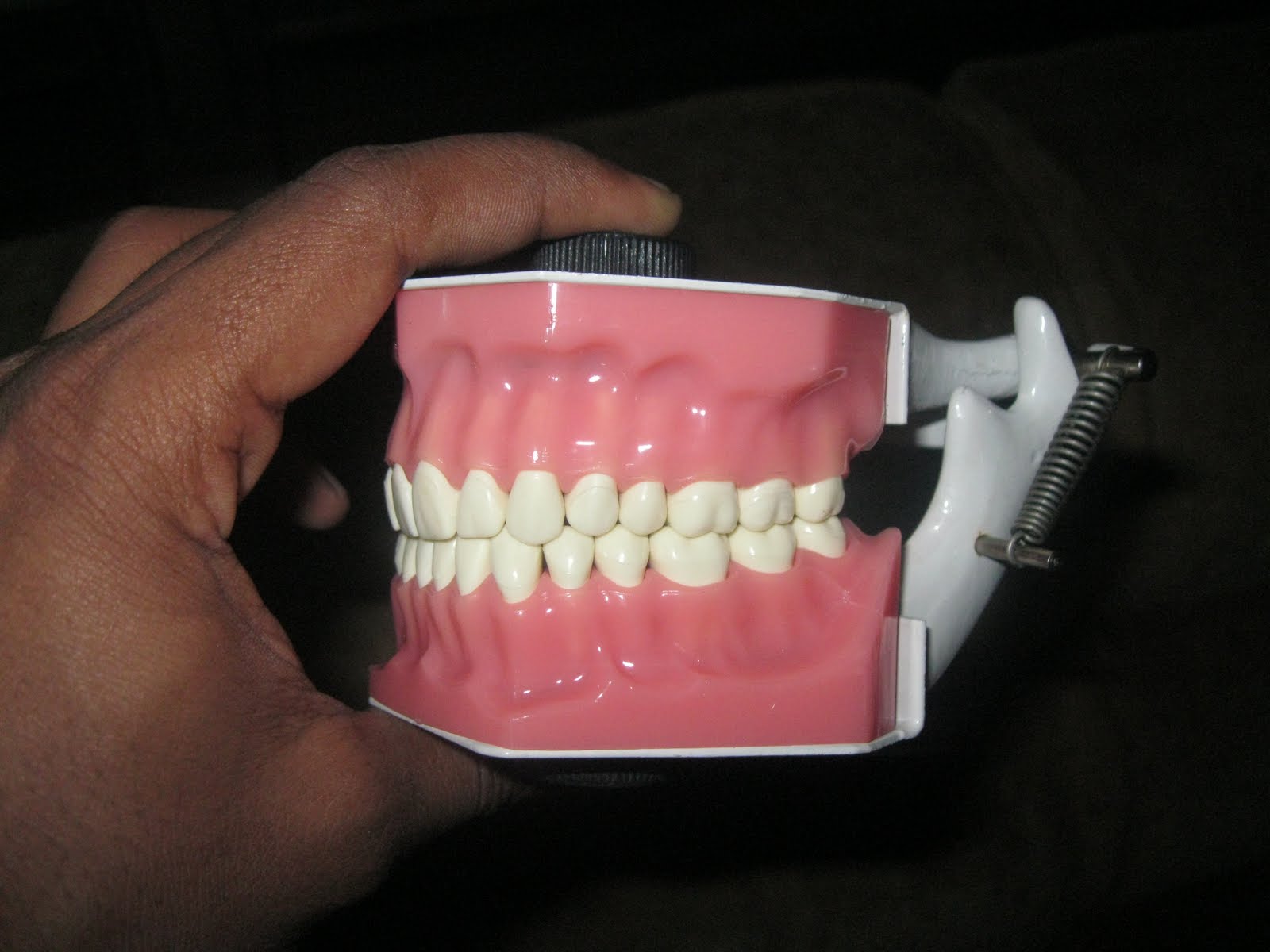 TYPODONT JAWS AND TEETH: BUYERS OF TYPODONT FROM APEXION