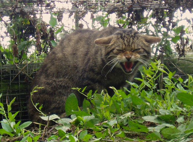 British Wildlife Centre ~ Keeper's Blog: Scottish Wildcat; Conservation