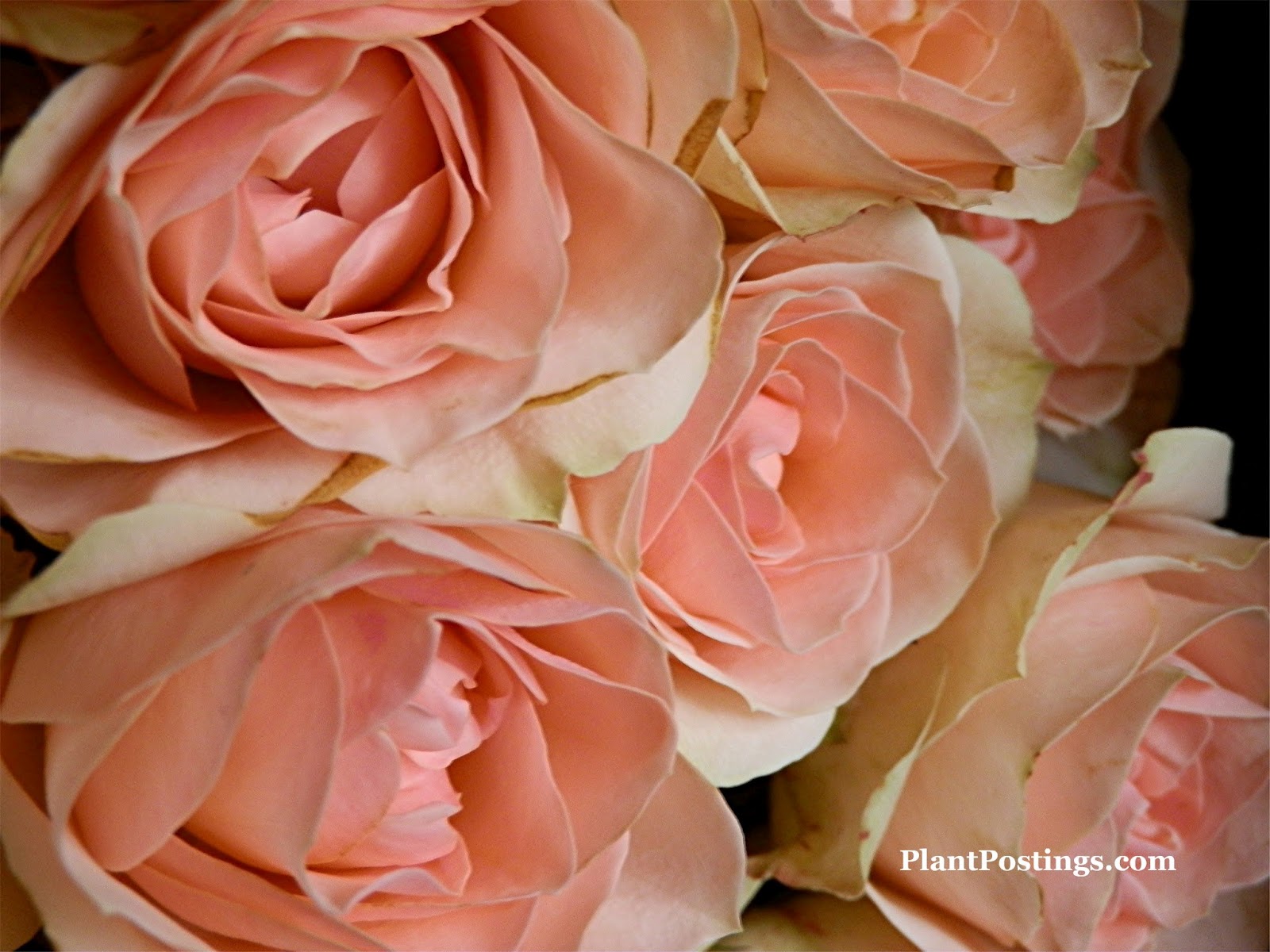 PlantPostings: Seasonal celebrations: oh my!