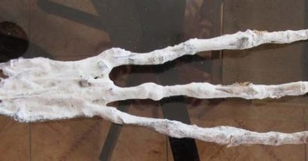 Paranormal Searchers: Major Announcement on the Peruvian Three-Fingered ...