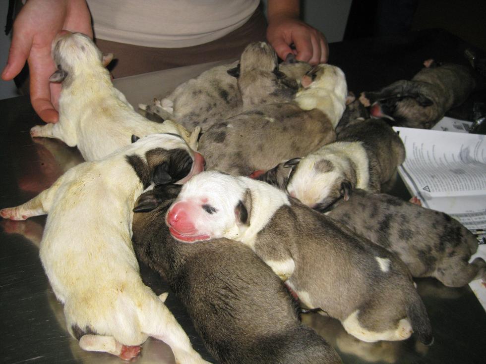 Mis galgas, yo y the ruby slippers: junio 2011