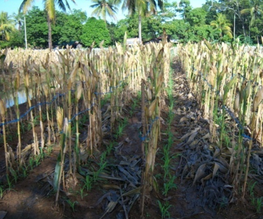 MEDIA PENYULUHAN: TEKNOLOGI IP 400 JAGUNG DENGAN RELAY PLANTING