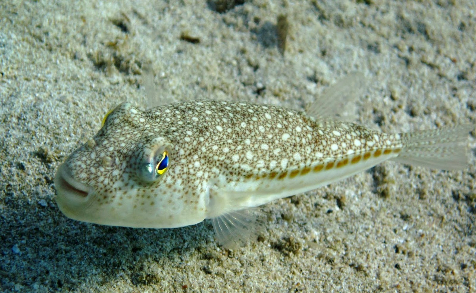 Biodiversity of Cyprus by NGO Protection of the Natural Heritage and ...