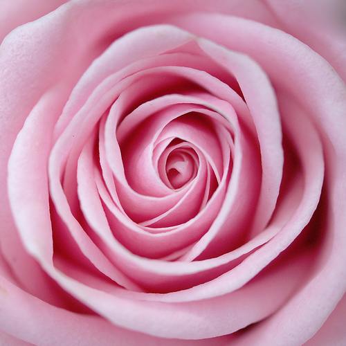 Mandala Madness: Natural Spirals