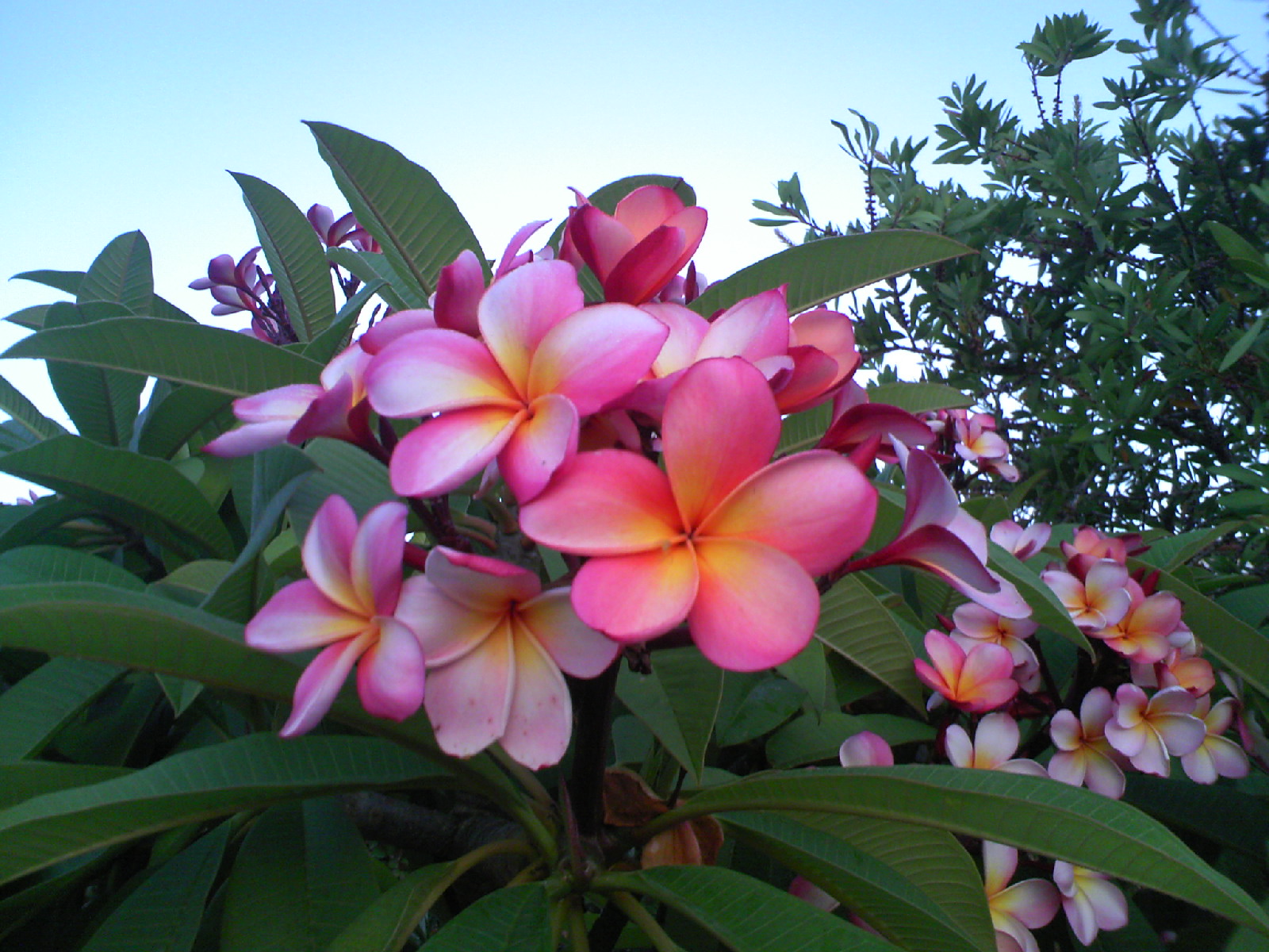 Frangipani Passions
