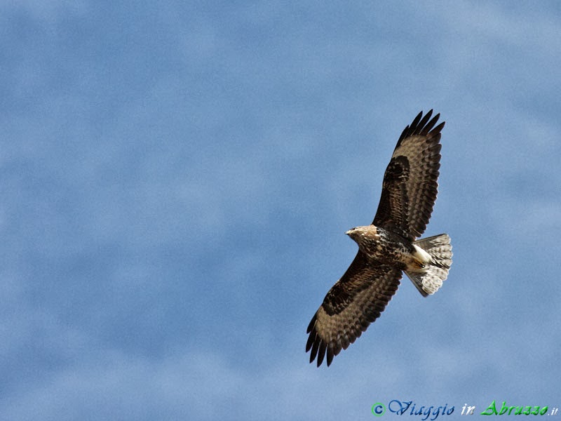 Le Montagne della Luna: LA POIANA DI MONTE CALVO