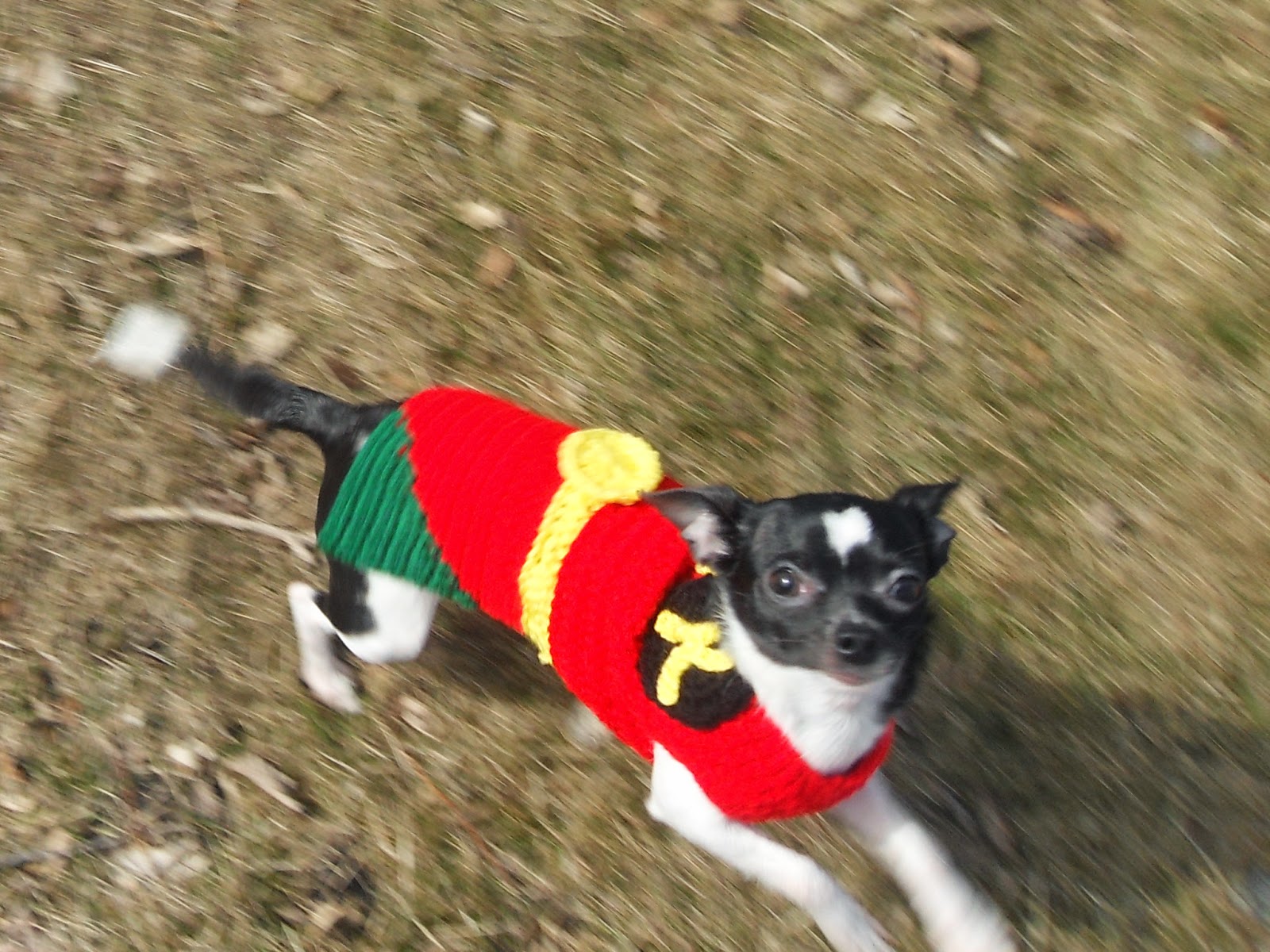MandaLynn's Crochet Treasures : Robin Look a Like Dog Costume