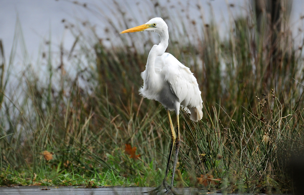 Jozef van der Heijden - Natuurfotografie: De Grote zilverreiger