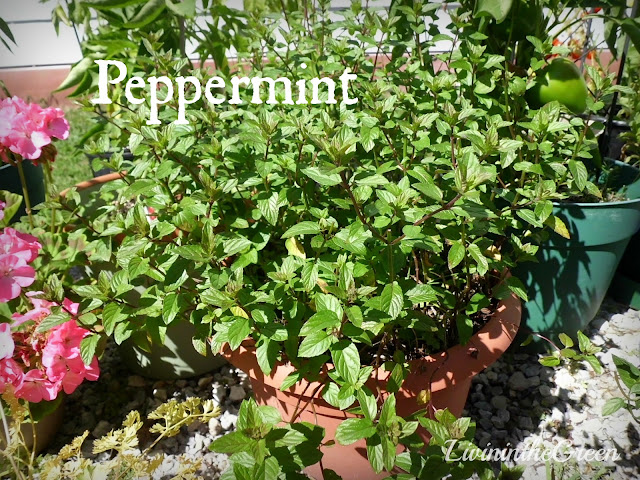 Livin' In The Green: Make an Herbal Container Tea Garden