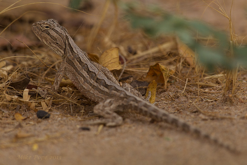 Kuwait Birding: Mission accomplished