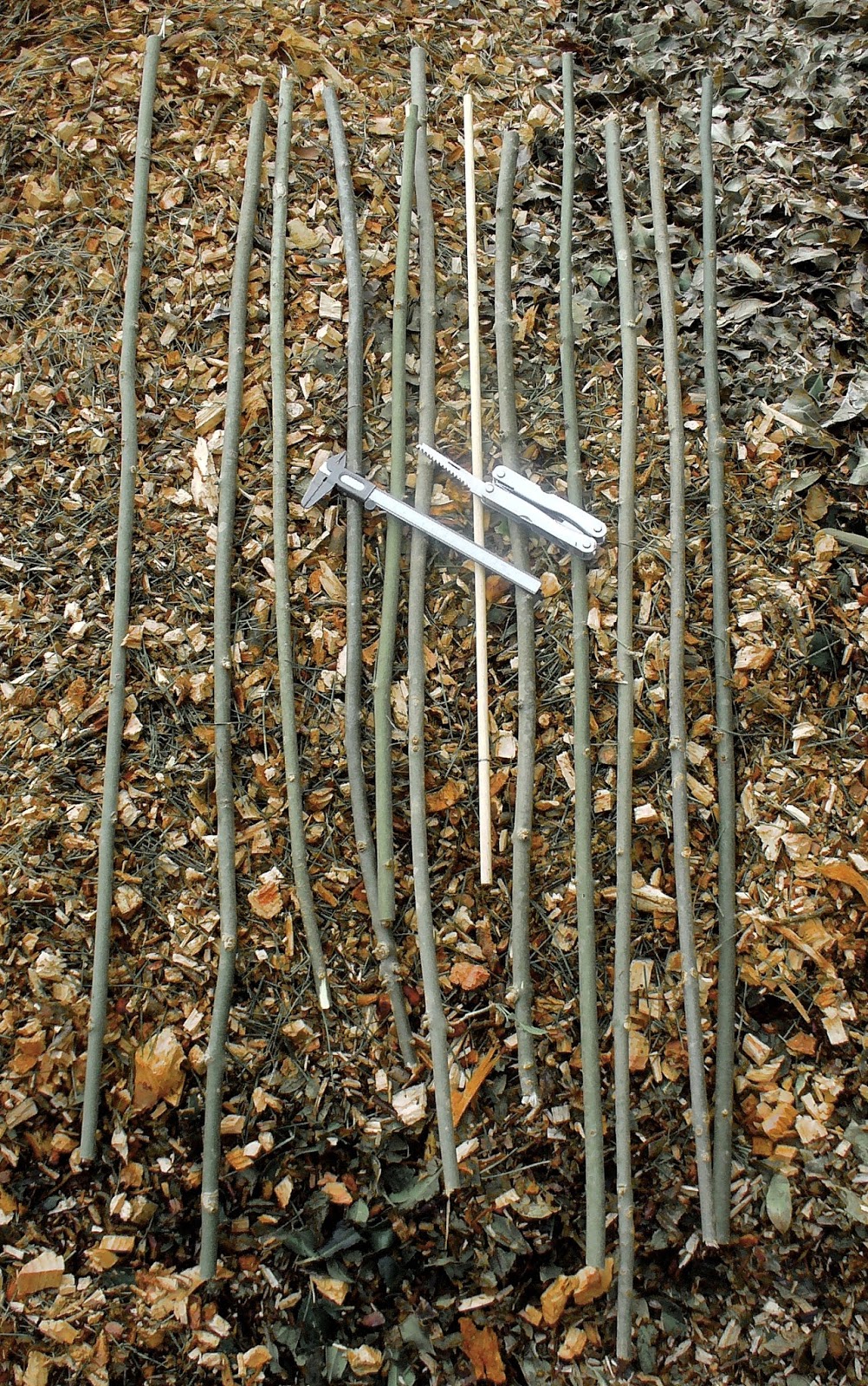 GREX LUPORUM: WAR ARROW FROM ASH TREE ROOT SHOOT