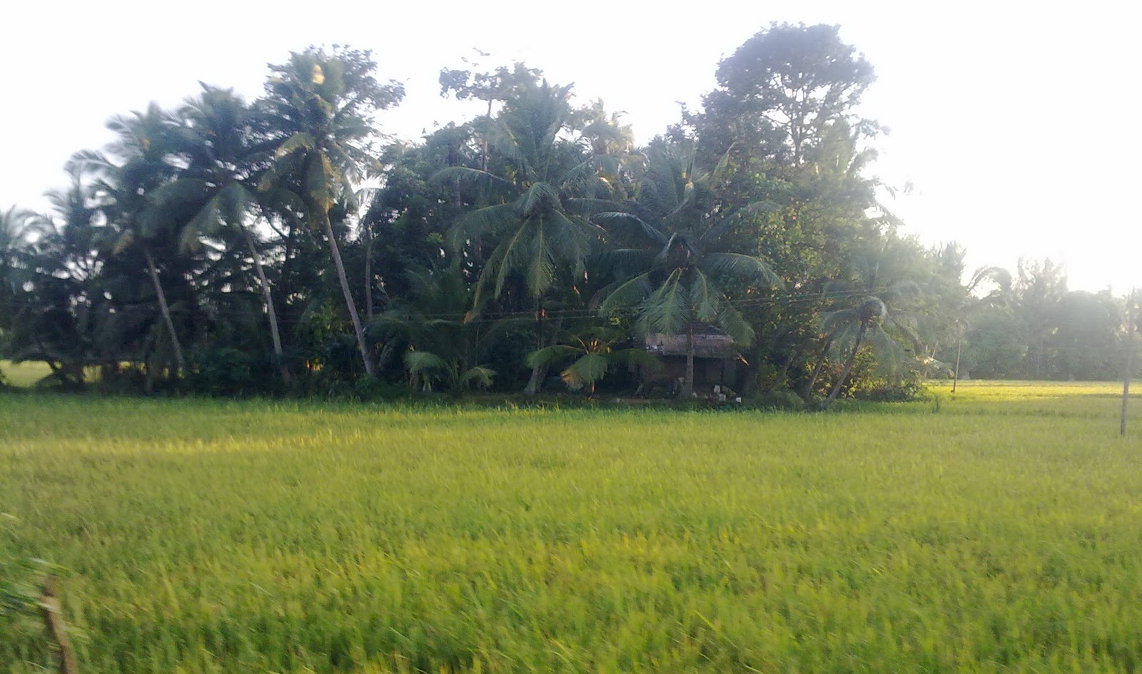 Keralatheeram.com: Kuttanad