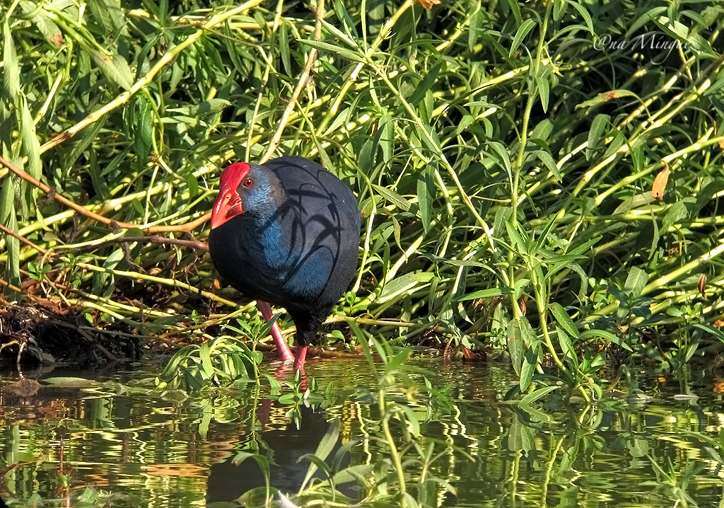 NATURANAFOTOS: Calamón común