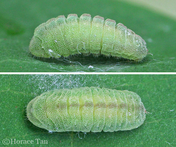 Butterflies of Singapore: Life History of the Banded Lineblue