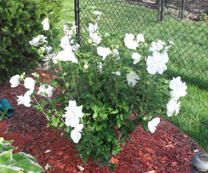 The Madsen Garden: Shrub Althea Chiffon White