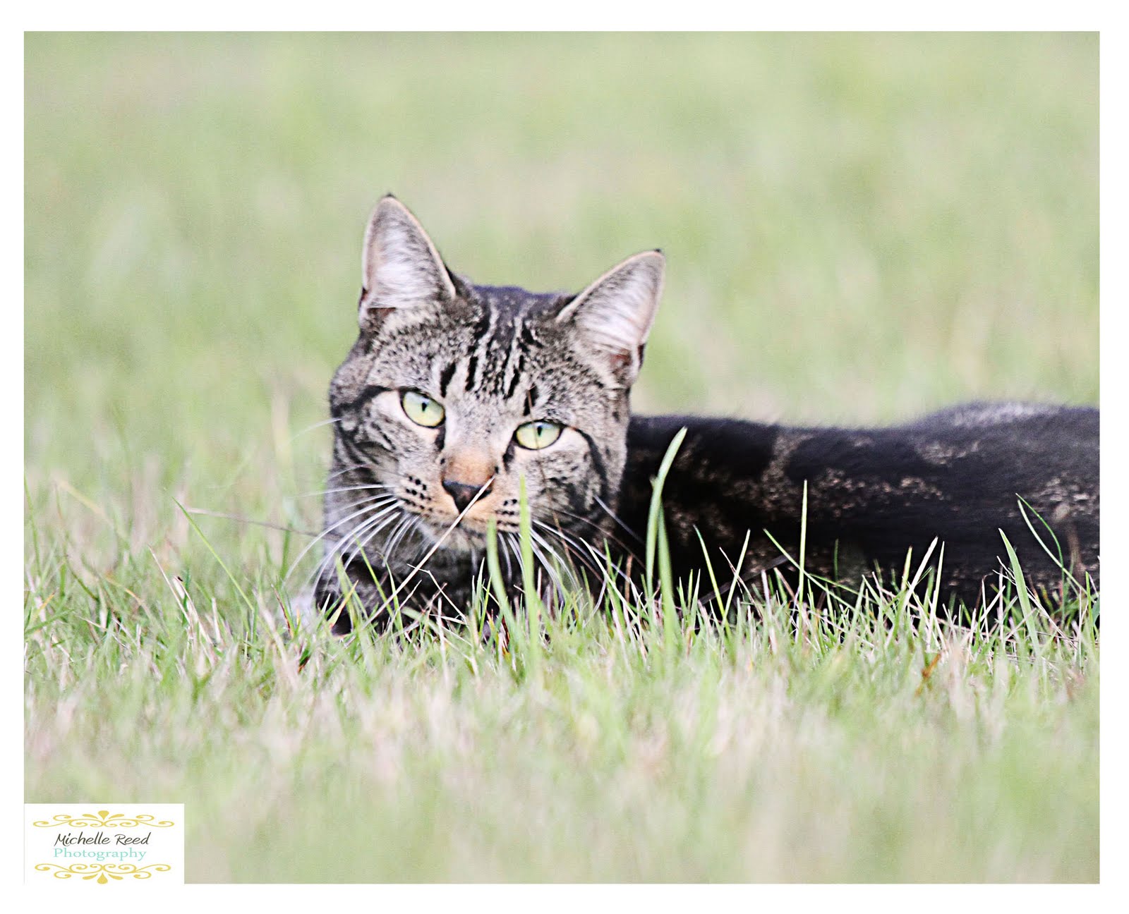 Michelle Reed Photography