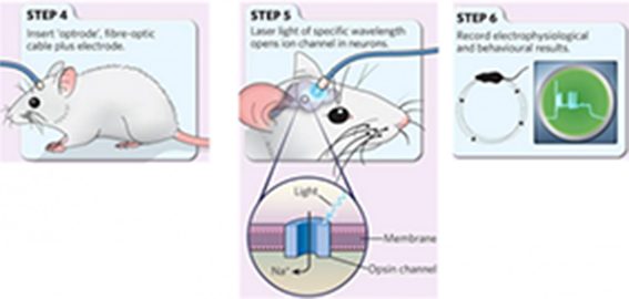 Le Cerveau de l'Enfant et de l'Adolescent: L'Optogénétique – La ...