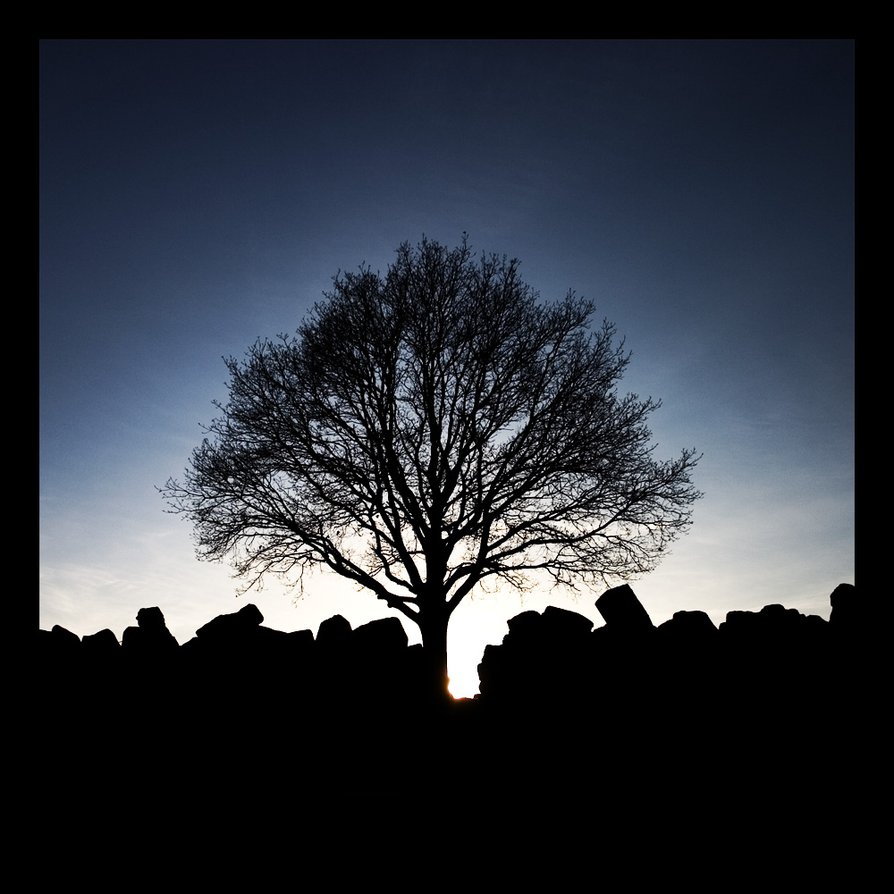 The Speculative Salon: How to See the Auras of Trees