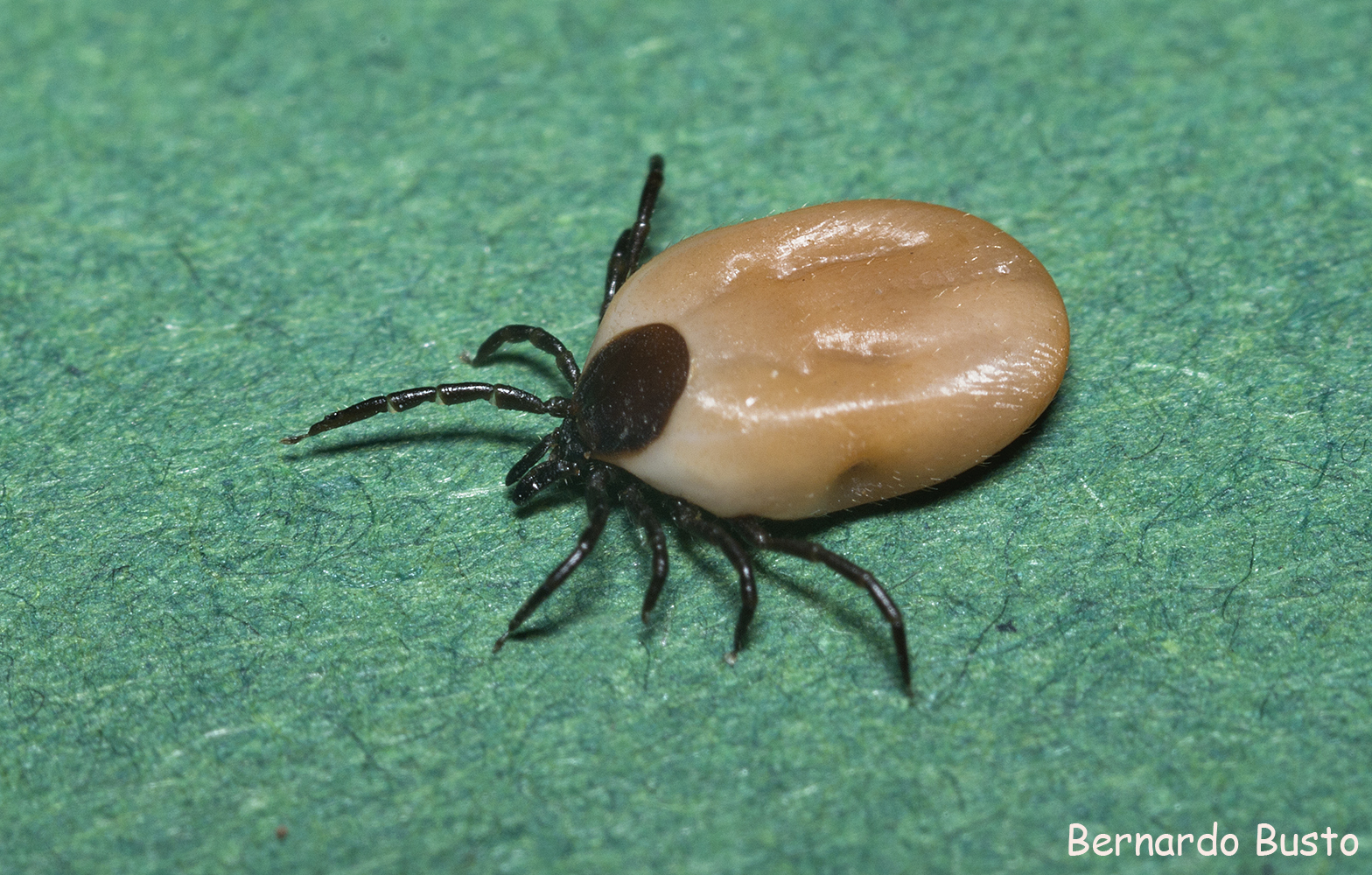 RÍA DE LA VILLA: Una de Garrapatas