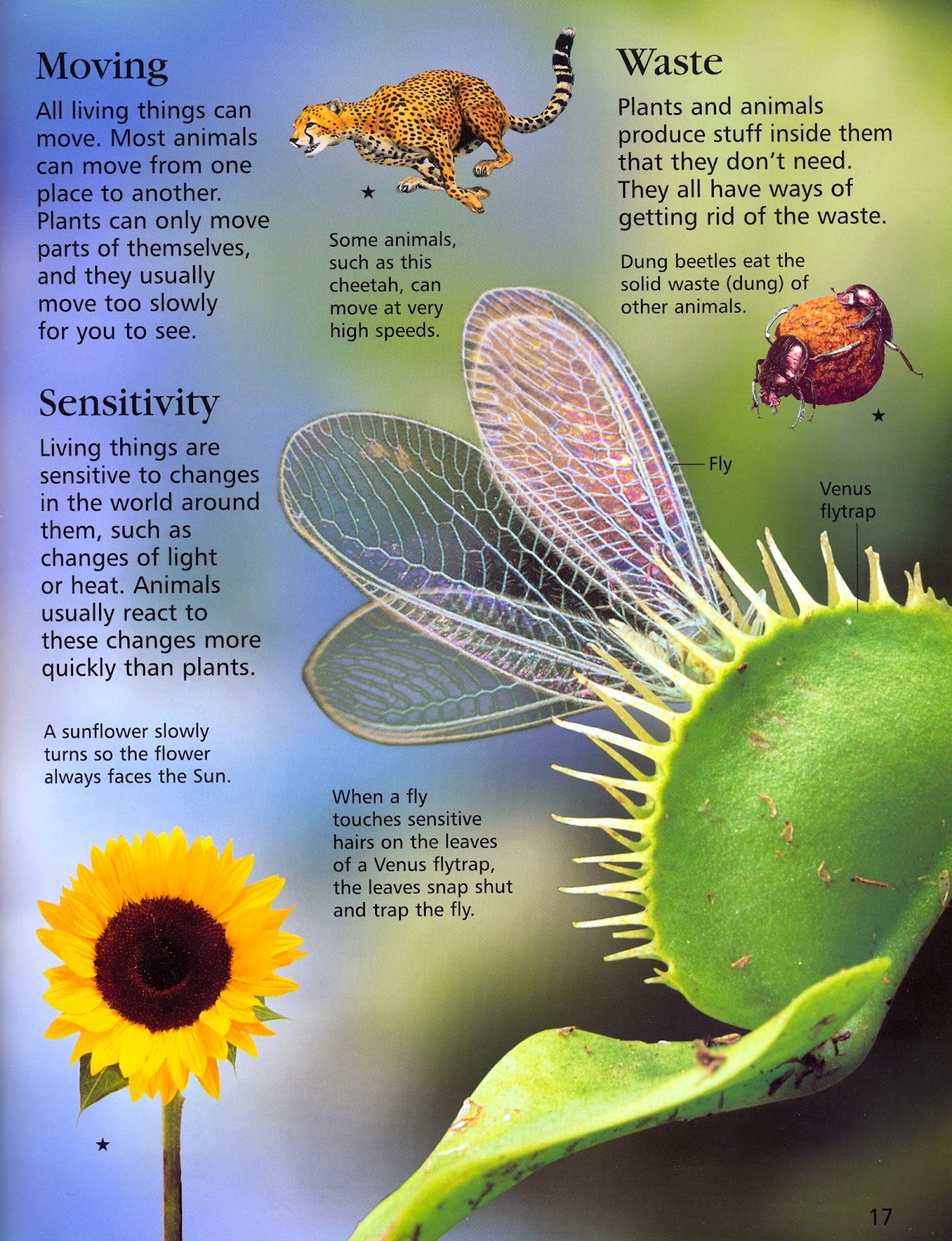 scienceclass5th: CURIOSITY CORNER