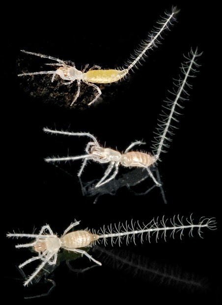 La Biología Subterránea: un mundo por descubrir: Increíble trabajo ...