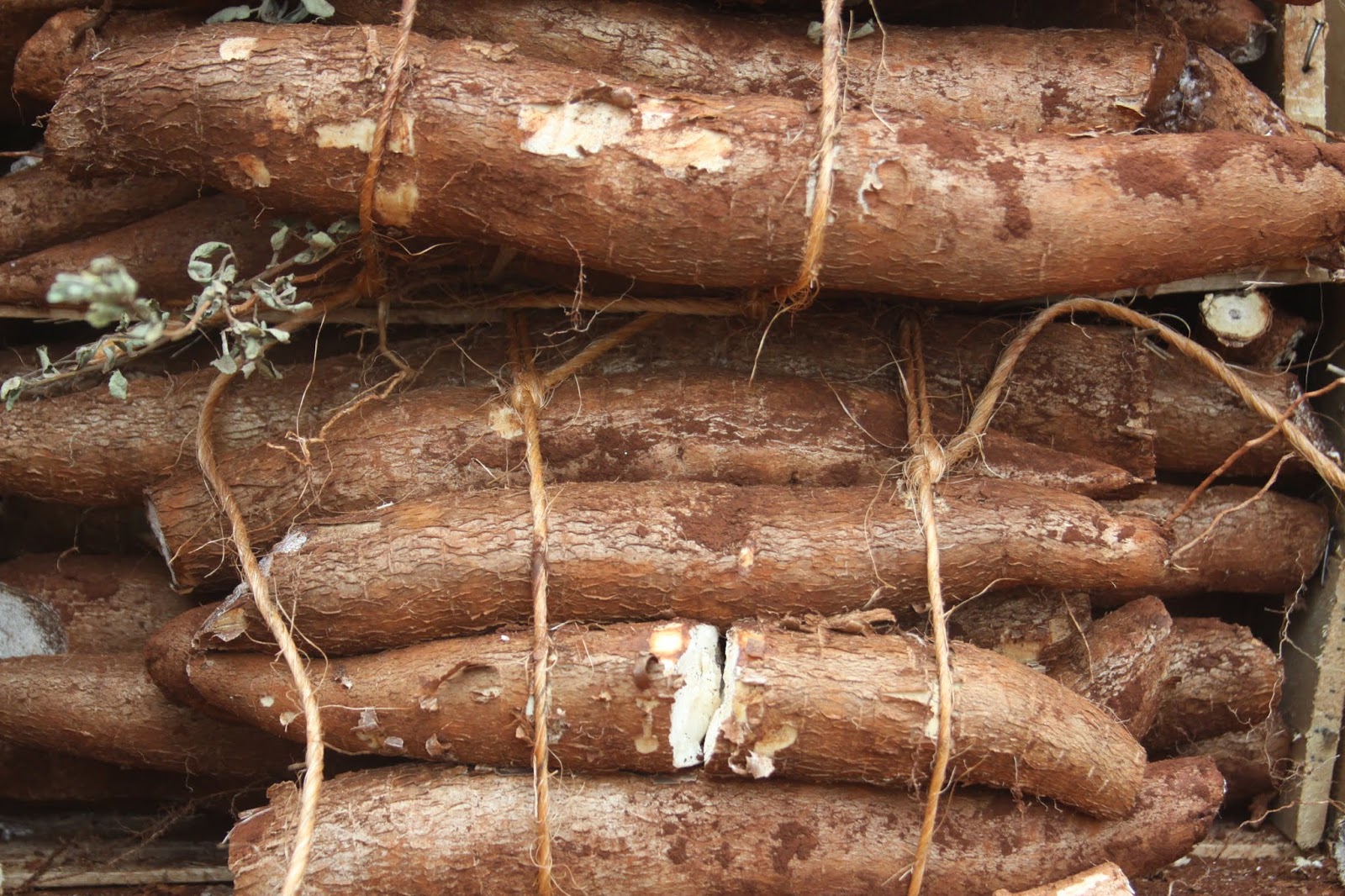 Conheça os benefícios da mandioca, o produto destaque da semana (30/4)