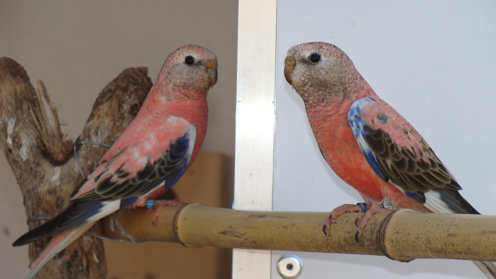 L'arche aux poils et aux plumes: Nichée de perruches de bourke : 15 jours