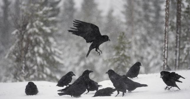 La expedición de mi universo: La bandada de cuervos